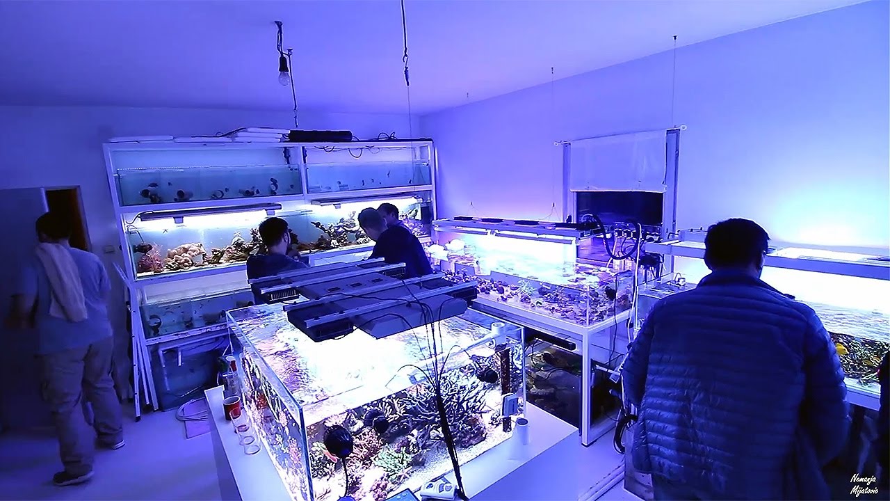 REEFROOMstudio Gathering | REEF TANK VLOG_034 - YouTube