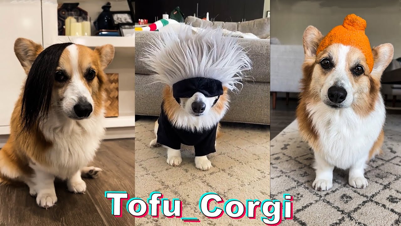 TOFU CORGI TikTok Compilation #1 | Funny @Tofu_Corgi TikToks - YouTube
