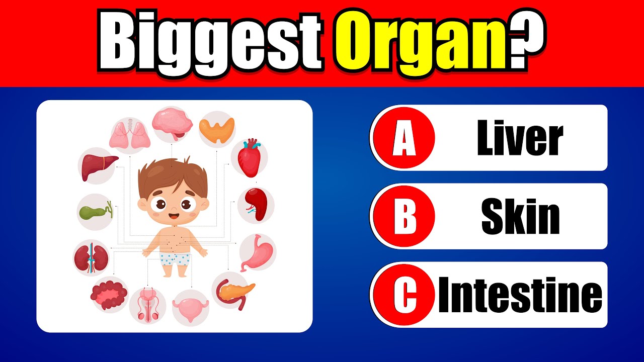 50 Human Body Trivia Questions | Fun General Knowledge Anatomy Quiz ...