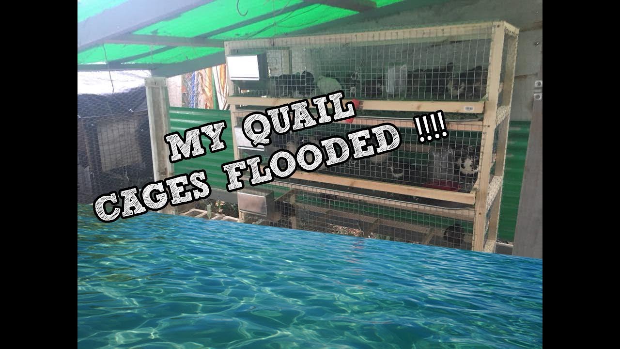 MY QUAIL CAGE FLOODED!!!! : Installing the quail condo - YouTube