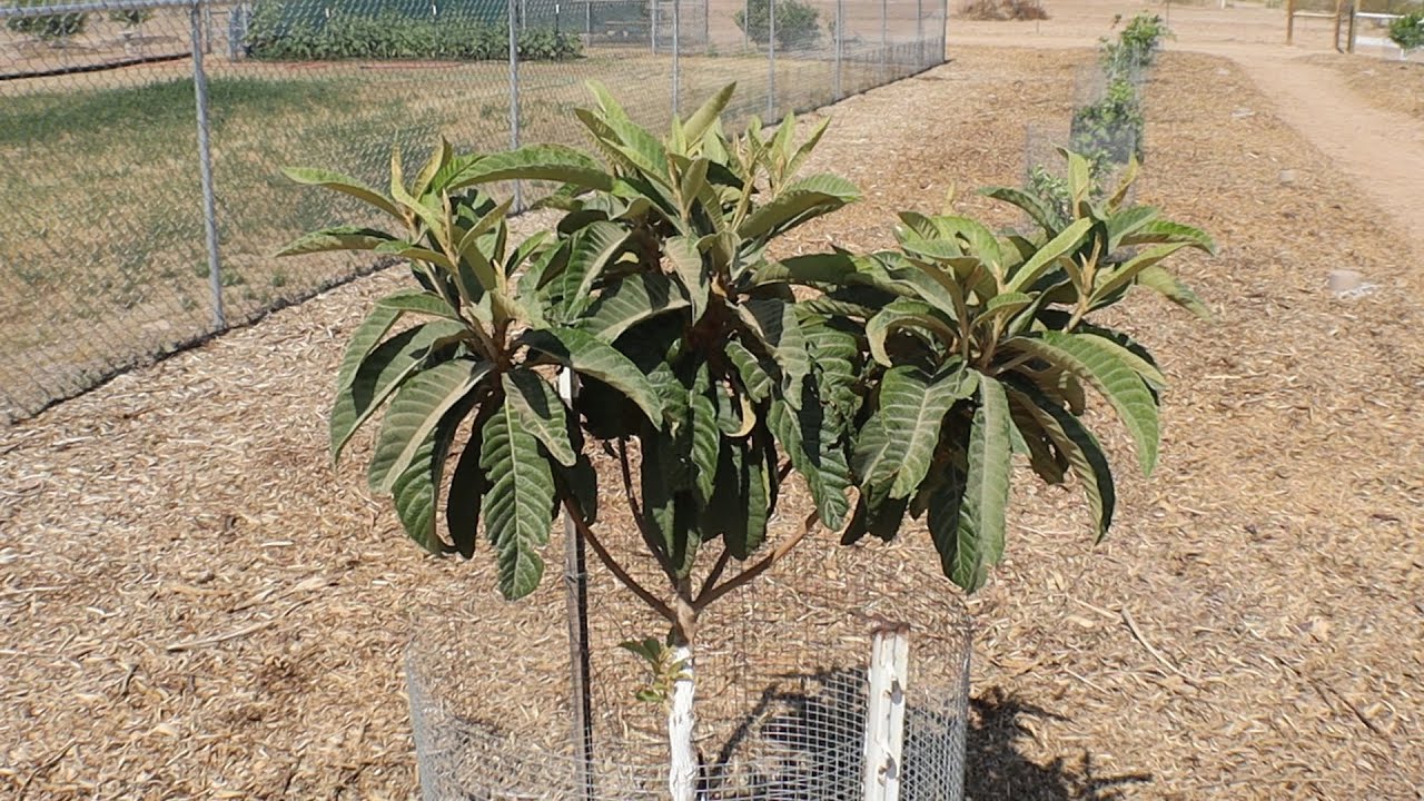 DFV | Loquats in Summer | Farm Website - YouTube