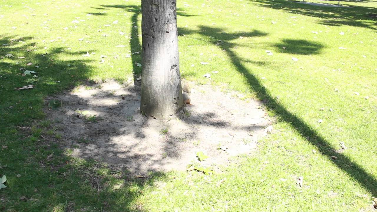 4 17 2016 Bing Bing Biinnnggg Ricochet Rabbit - YouTube