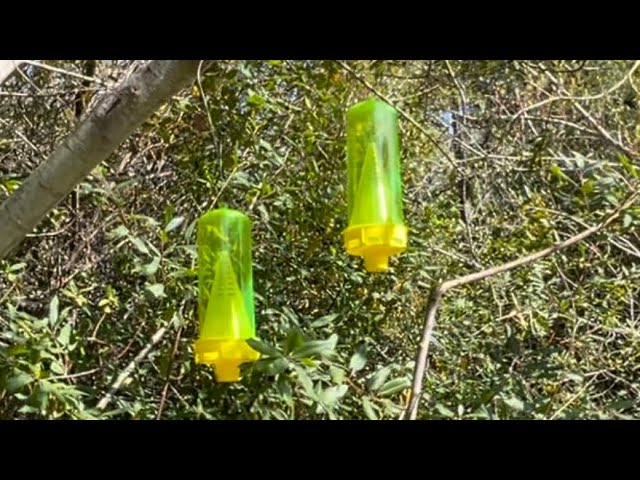 Yellow Jacket Trap