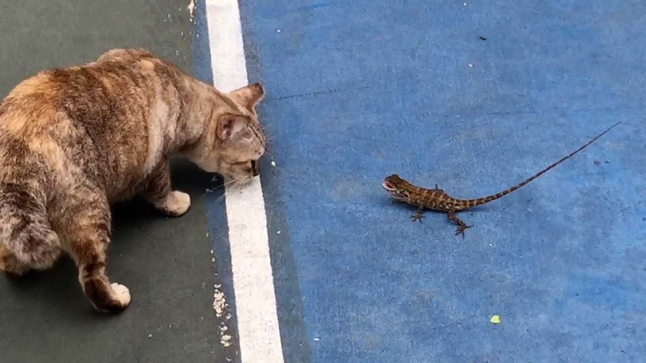 Godzilla vs cat - YouTube