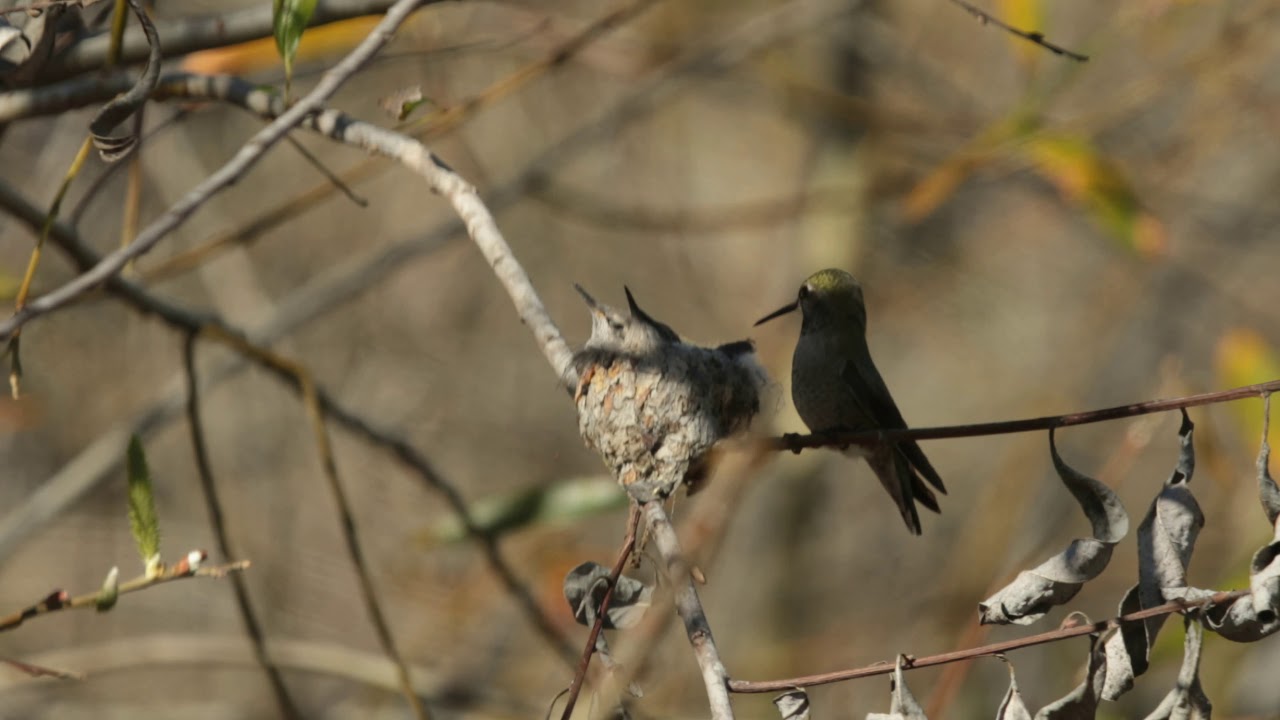 Anna's Hummingbird at nest #1 01/23/2019 - YouTube