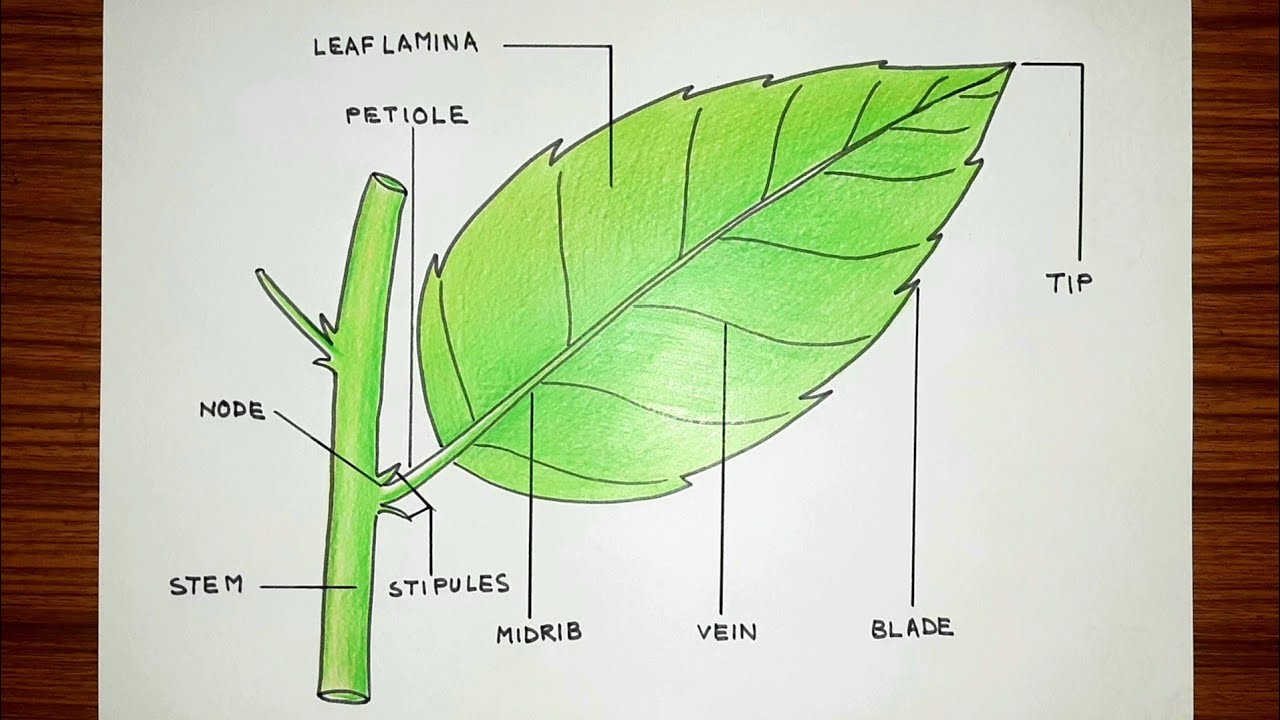 Parts of a Leaf diagram drawing | Parts of a leaf drawing easy | - YouTube