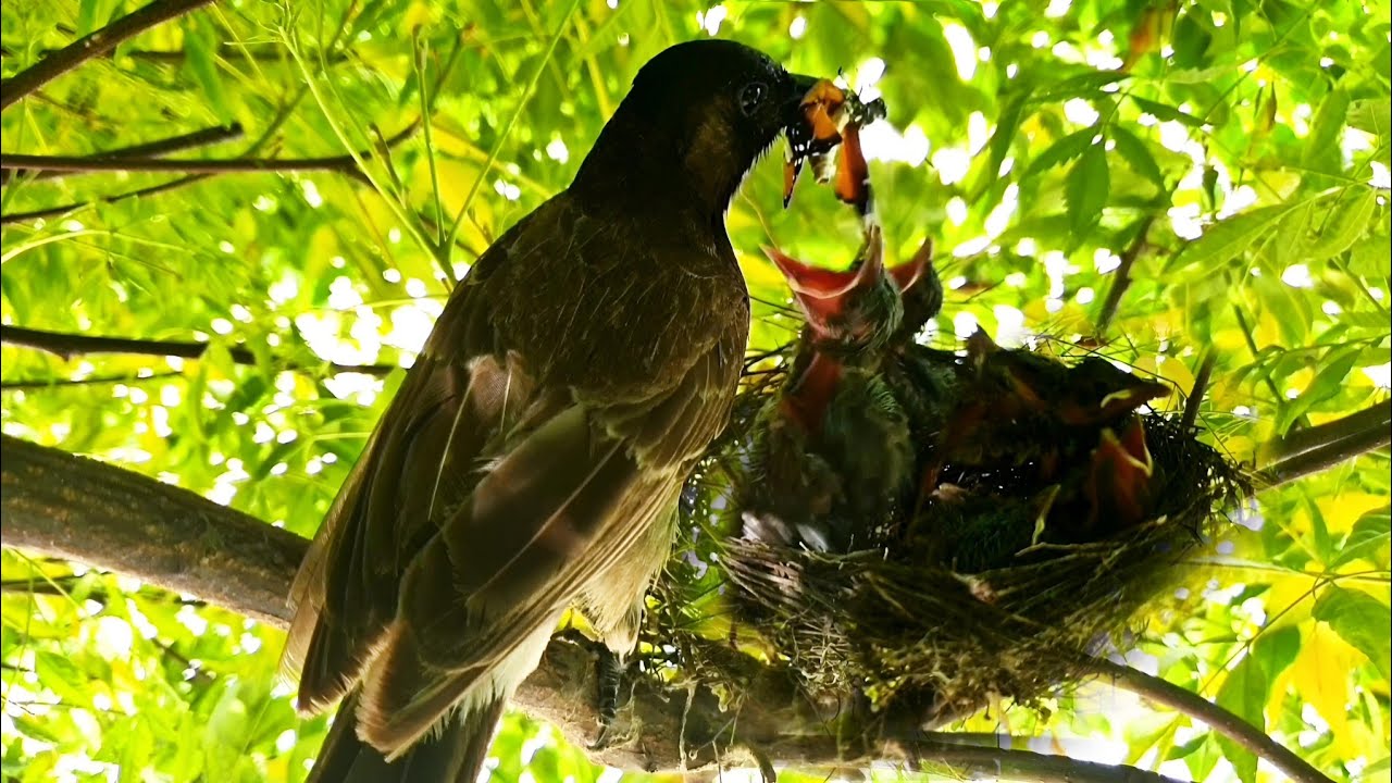 Bulbul | Bulbul Feeding Big Butterfly To Baby | Where Bird Build Nests ...