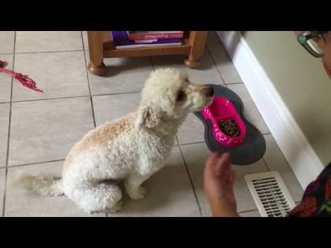 Good Girl Lola Peach!! Special Wet Food Today!!
