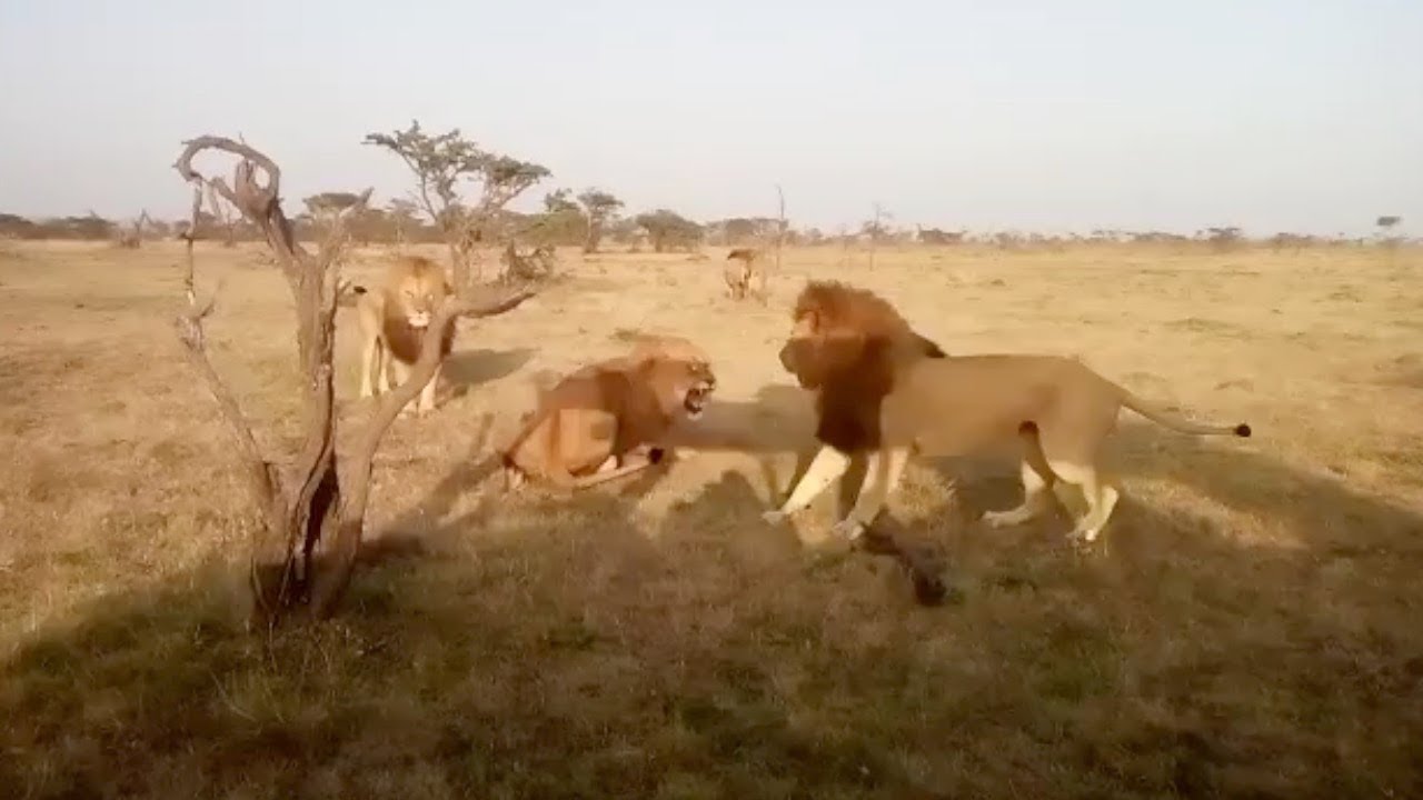 Male lions find a nomad in their territory - YouTube