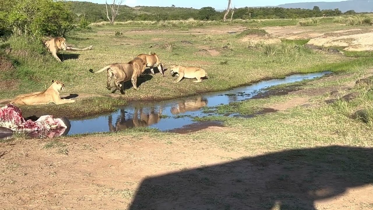 STRANGEST Lion Scene You'll Ever Watch! 3 Lion Stand United to Protect ...