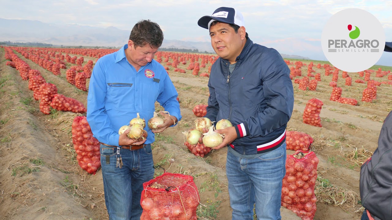 Semilla Sweet Caroline, Shuman Produce nos cuenta sus resultados - YouTube