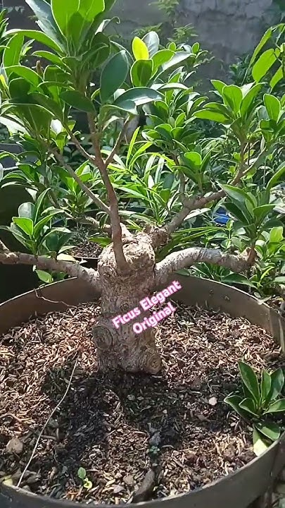 The Max Ficus Elegant Original - YouTube