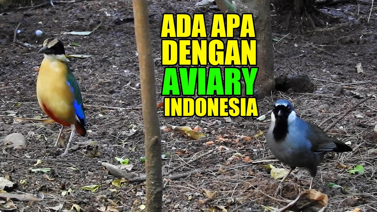 ADA APA DENGAN AVIARY DI INDONESIA - KENAPA BISA BEGINI !! - YouTube