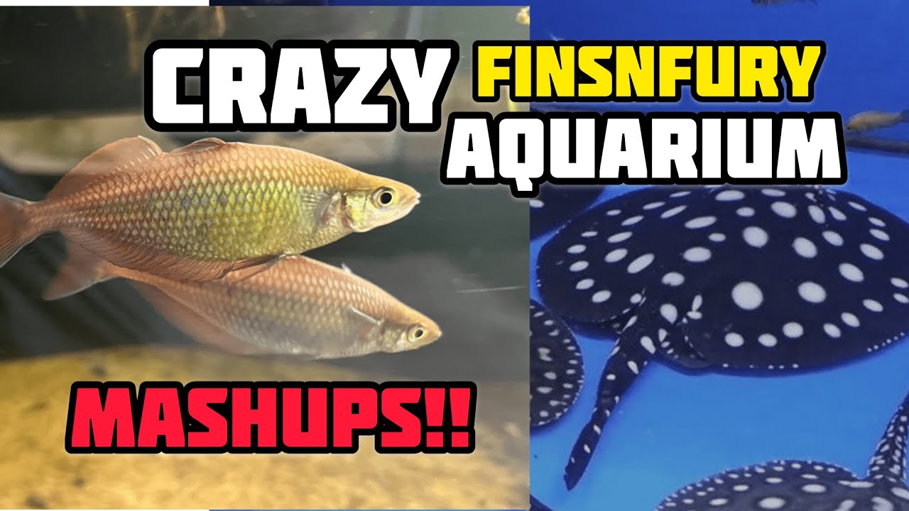 Float Like Fish Sting Like a Ray - YouTube