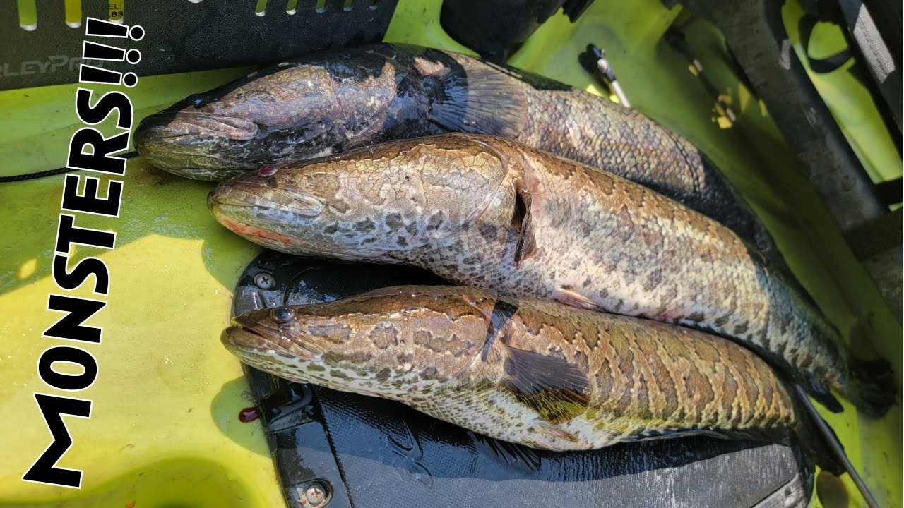 River Monsters!! Fishing for Northern Snakeheads - YouTube