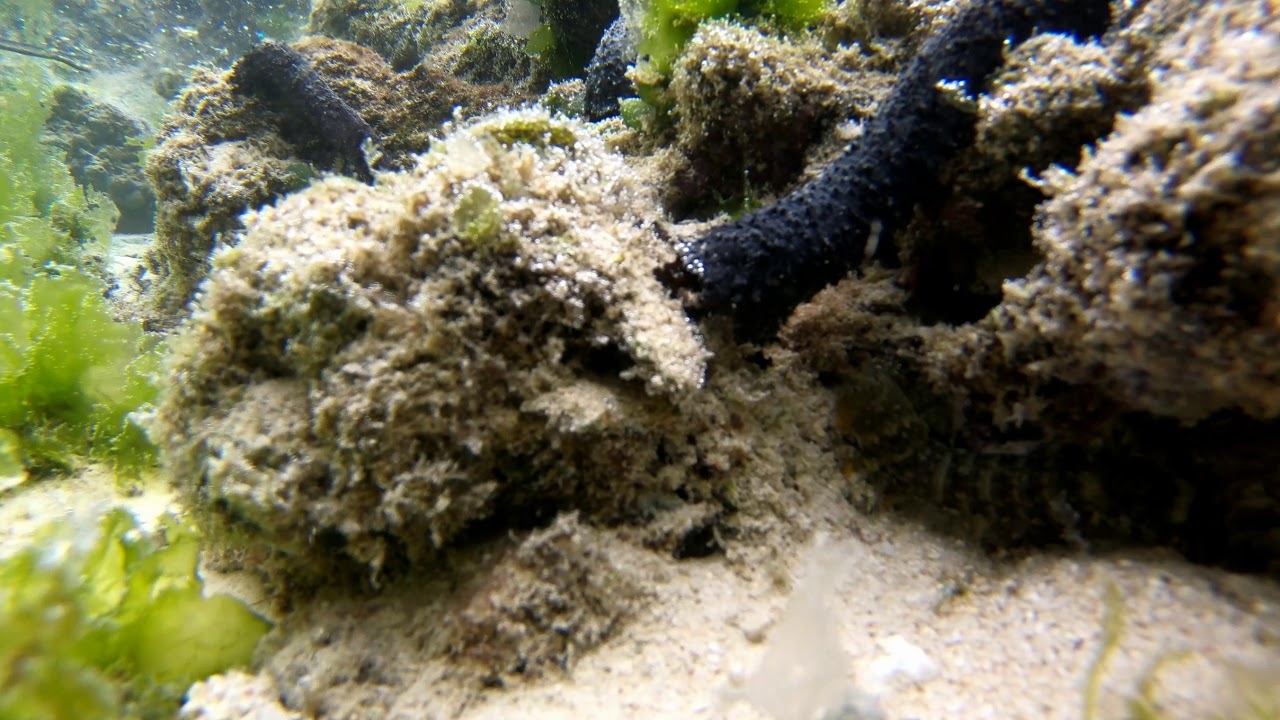 Okinawa tide pool residents stomatopod - YouTube