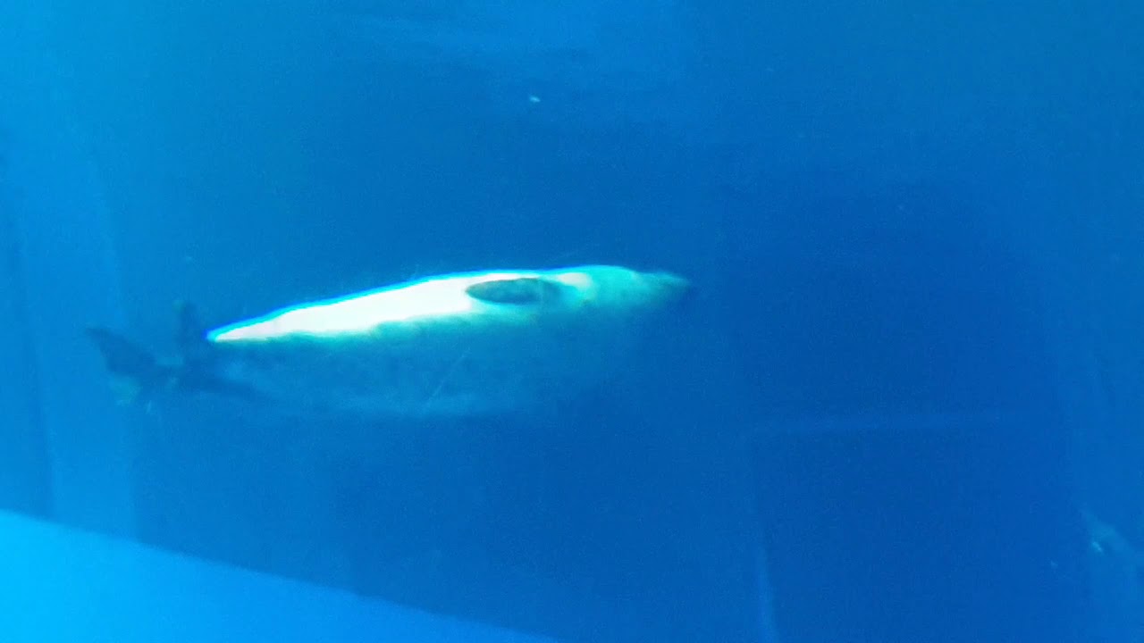 Fish swimming very slow motion - YouTube