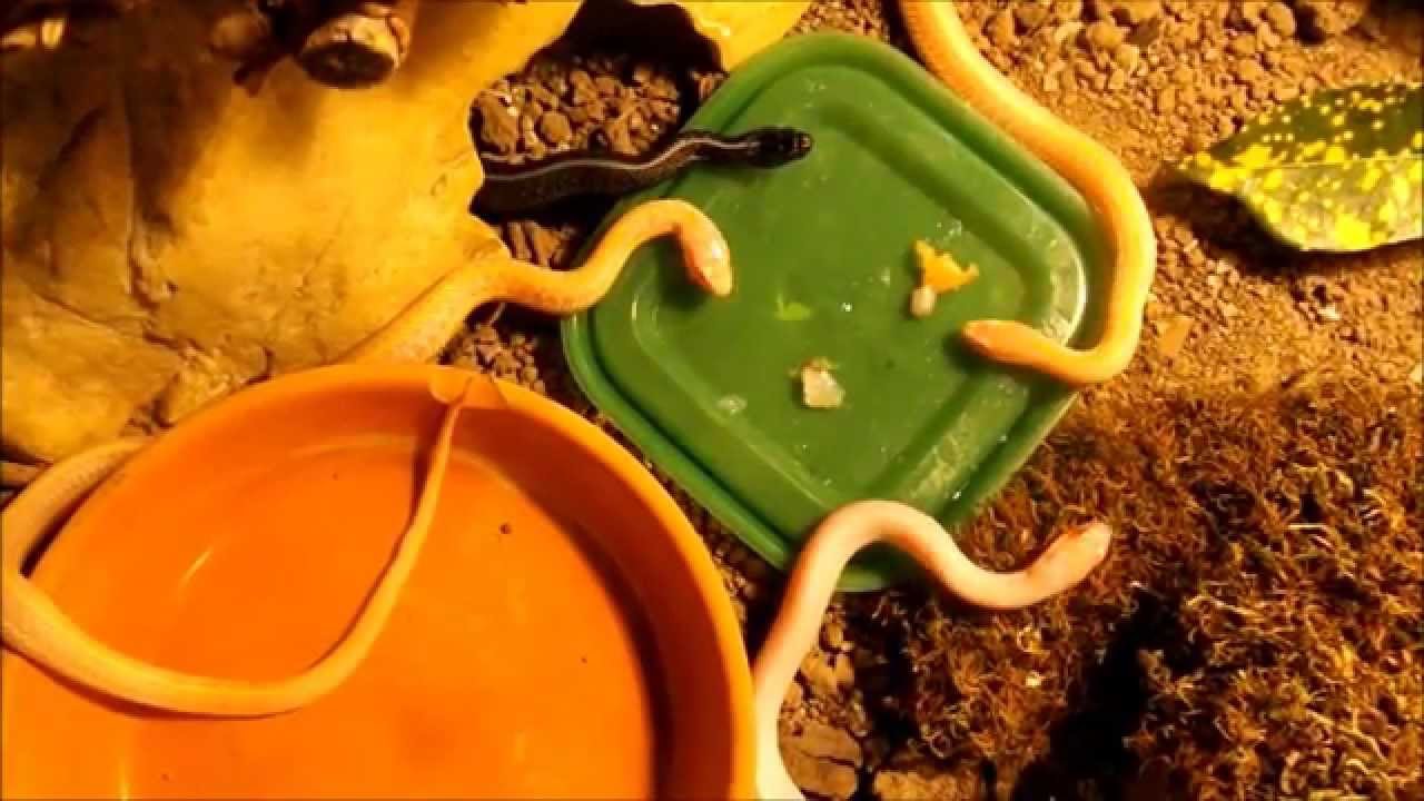 Plains garter snakes eating fish fillet, Thamnophis radix. - YouTube