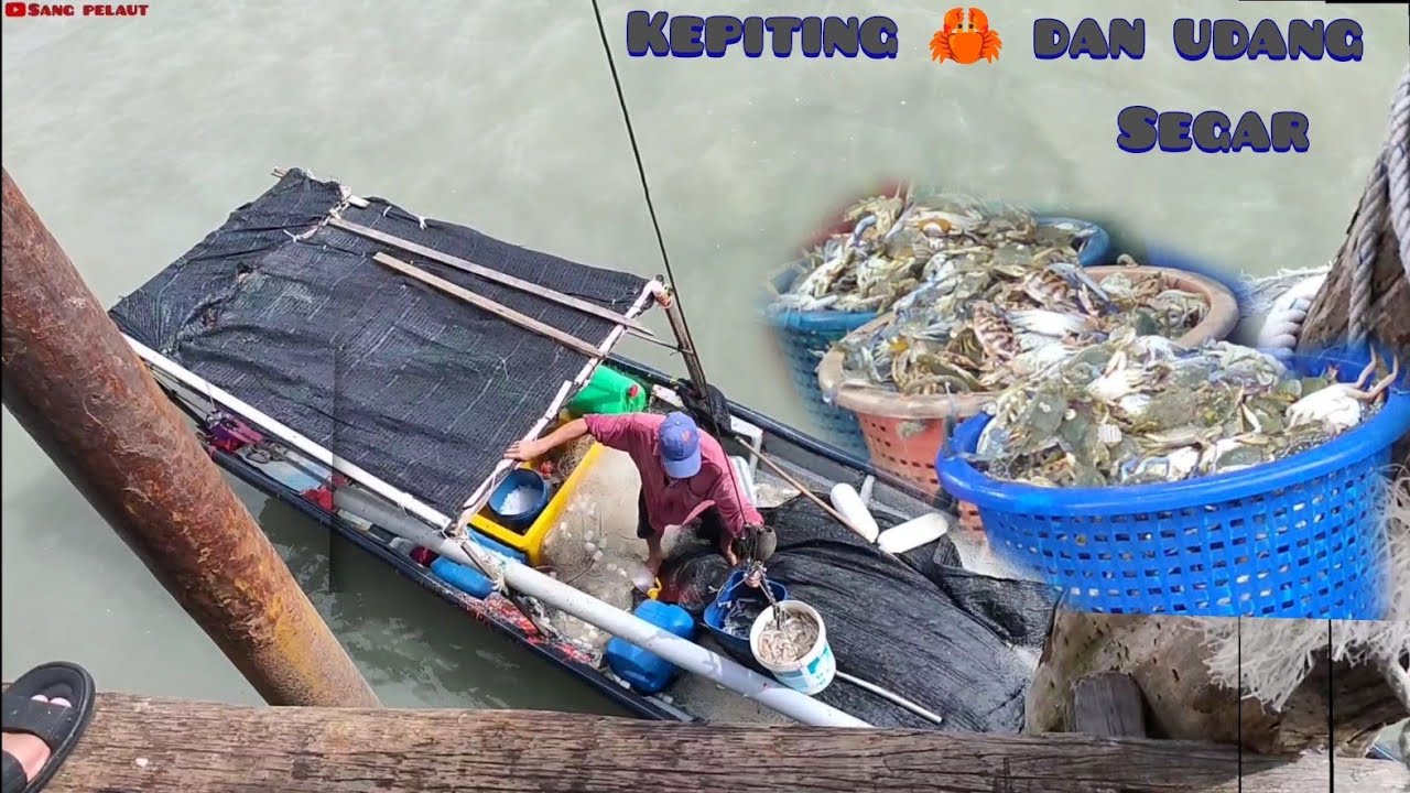 udang Kelong hasil jaring" kepiting udang tangkapan trawl - YouTube