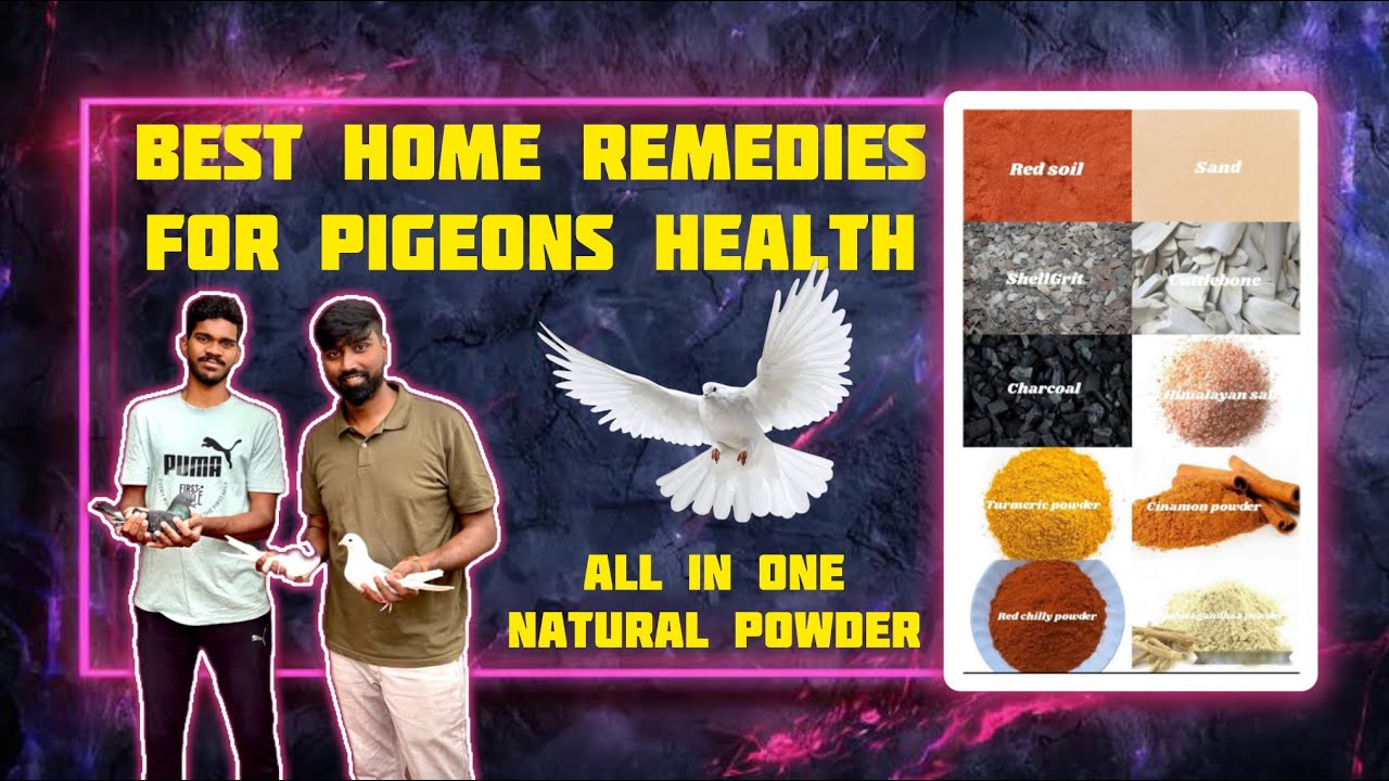 Best home made protein powder for pigeons health 💯 ️🕊️ #youtube #pigeon ...