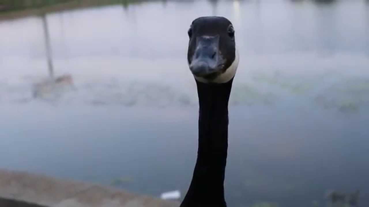 Female Canada Goose Talking (06-03-2015) - YouTube