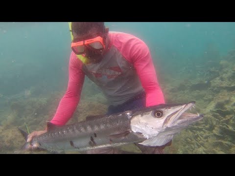 Spearfishing: His First Big Barracuda - YouTube