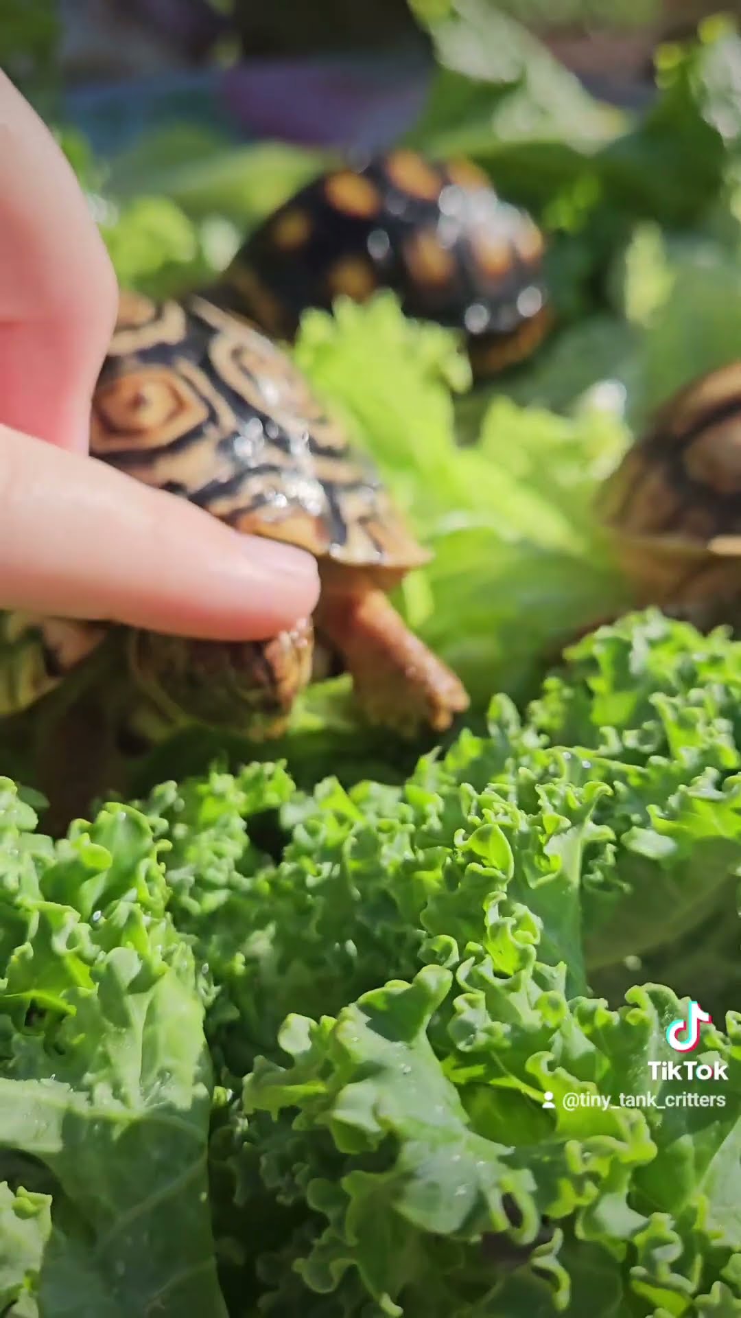 Pet your tortoise challenge #tortoise - YouTube