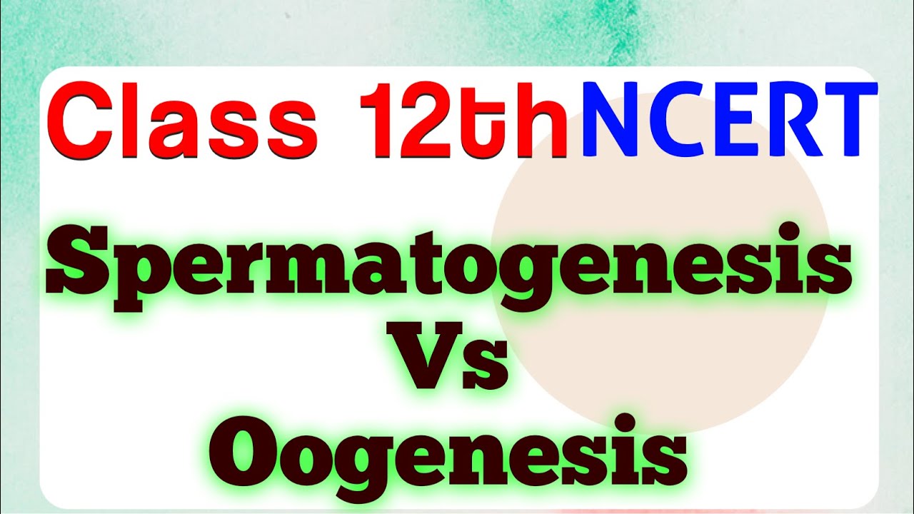 Differences Between Spermatogenesis And Oogenesis Class 12 8423