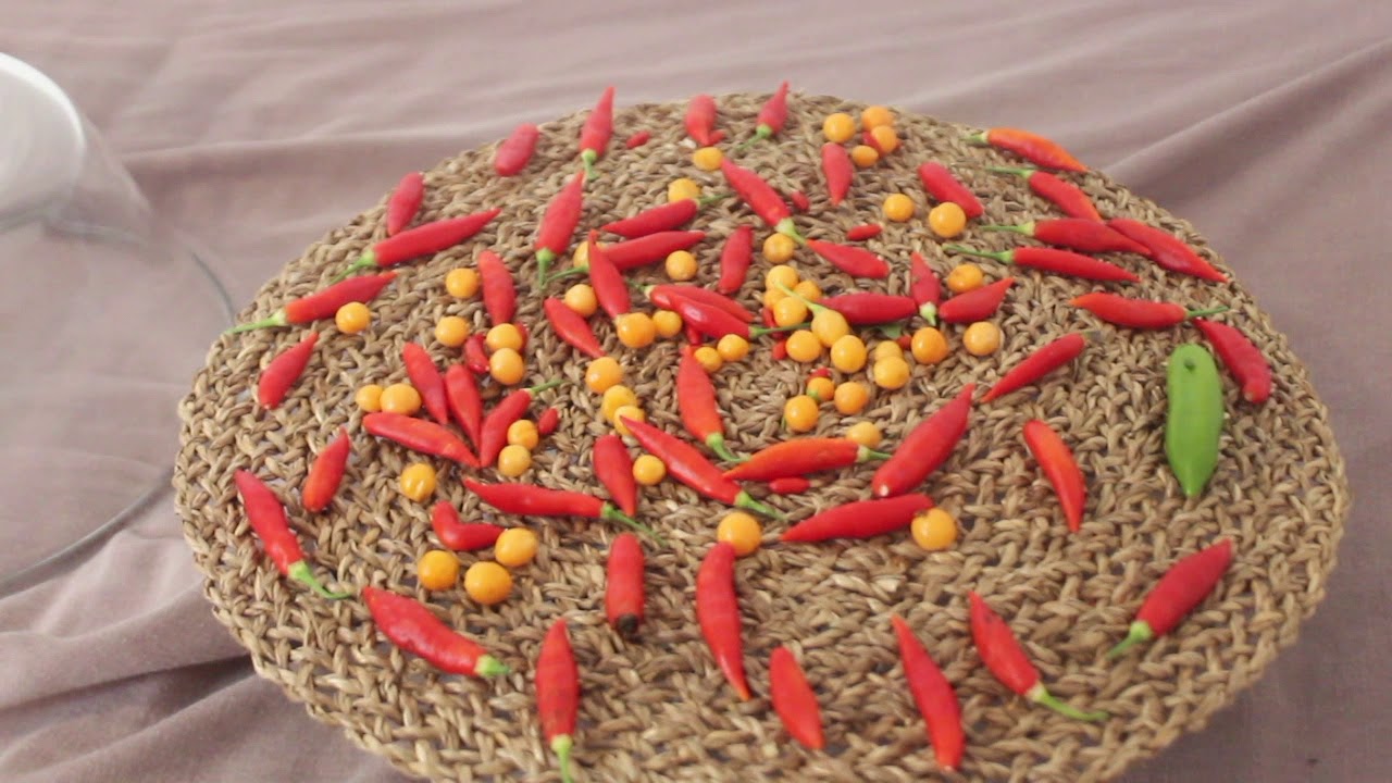 Cómo secar conservar GUINDILLAS, AJÍ, CHILLES - YouTube