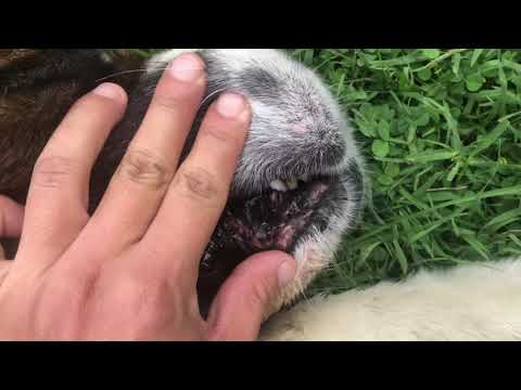 Saint Bernard teeth 🦷 - YouTube