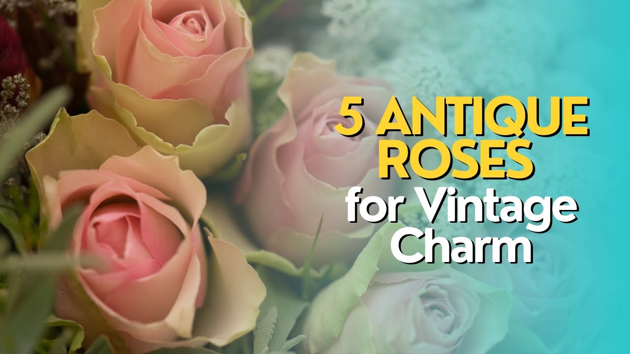 Top 5 Antique Roses for Vintage Charm - YouTube