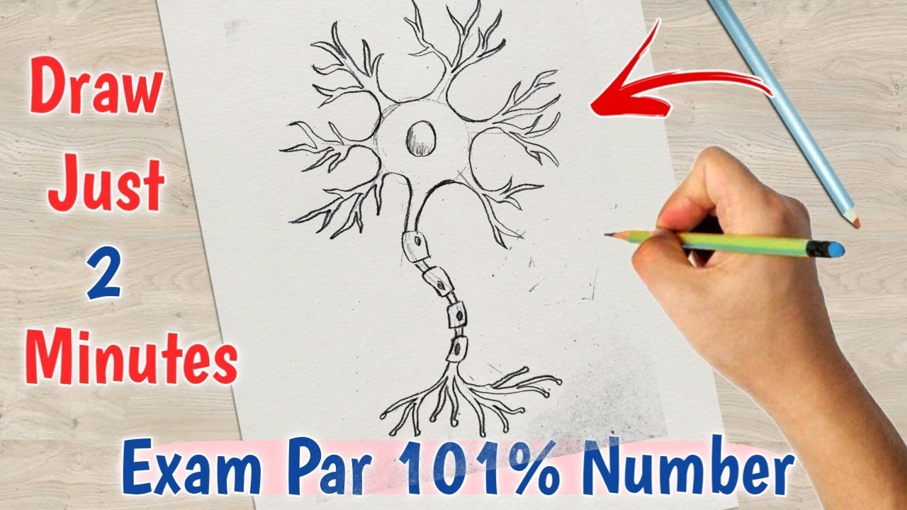 Neuron Drawing Step By Step || How To Draw Neuron Easy Tutorial - YouTube