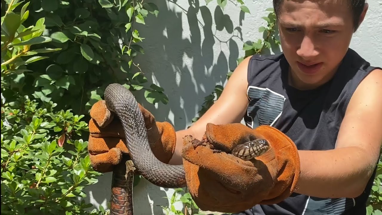 Snake Hunter 4 - YouTube