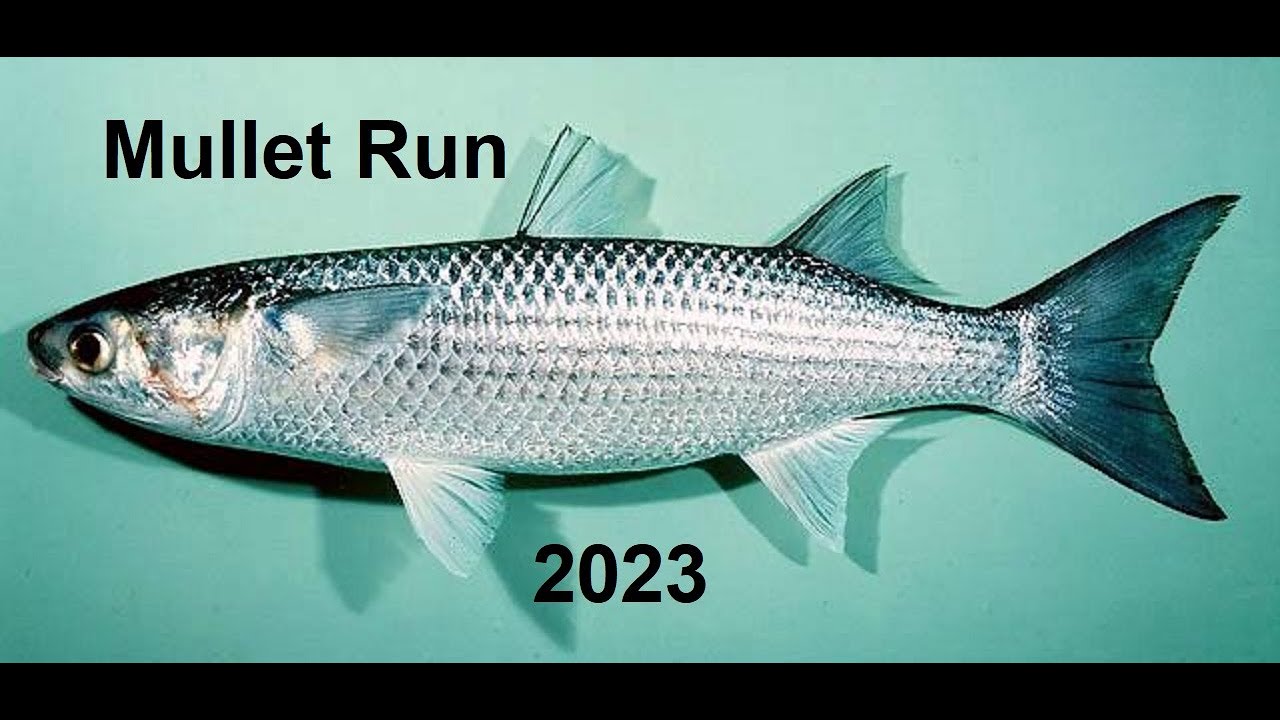 Mullet Run 2023 Jupiter FL (Drone) HD - YouTube