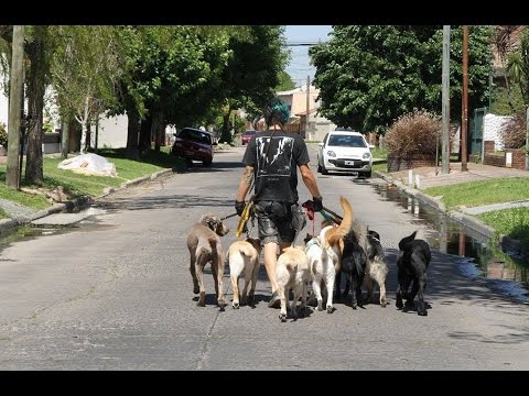 paseador de perros//dog walker wilde,buenos aires argentina - YouTube