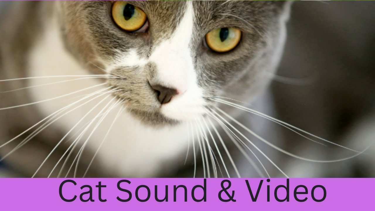 Cat Sounds, Animal Sound for kid #Cat #catvideosmeowing #catlovers # ...