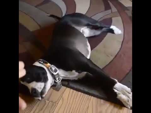 DANCANTO QUE TIRO FOI ESSE .... animais engraçado