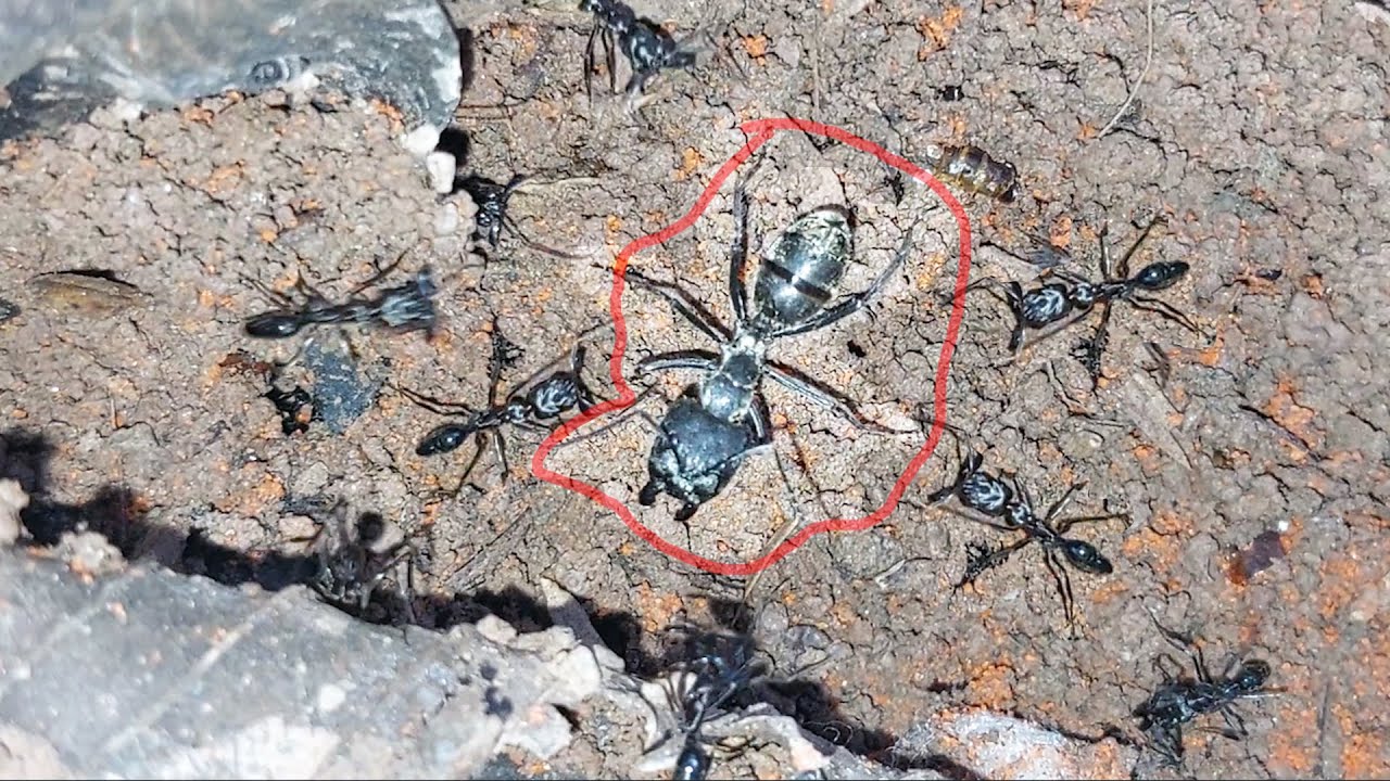 A giant ant can repel an entire colony of ants? - YouTube