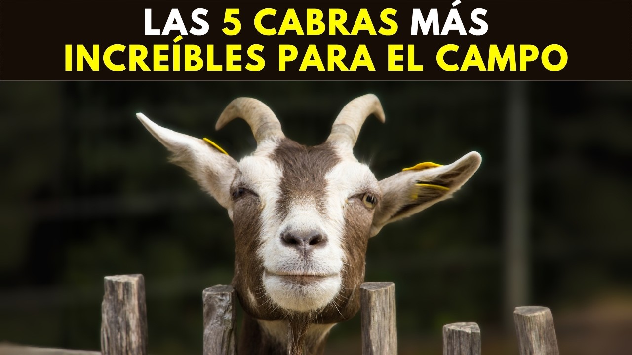 Estas razas de CABRAS te SORPRENDERÁN por todo lo que ofrecen - YouTube