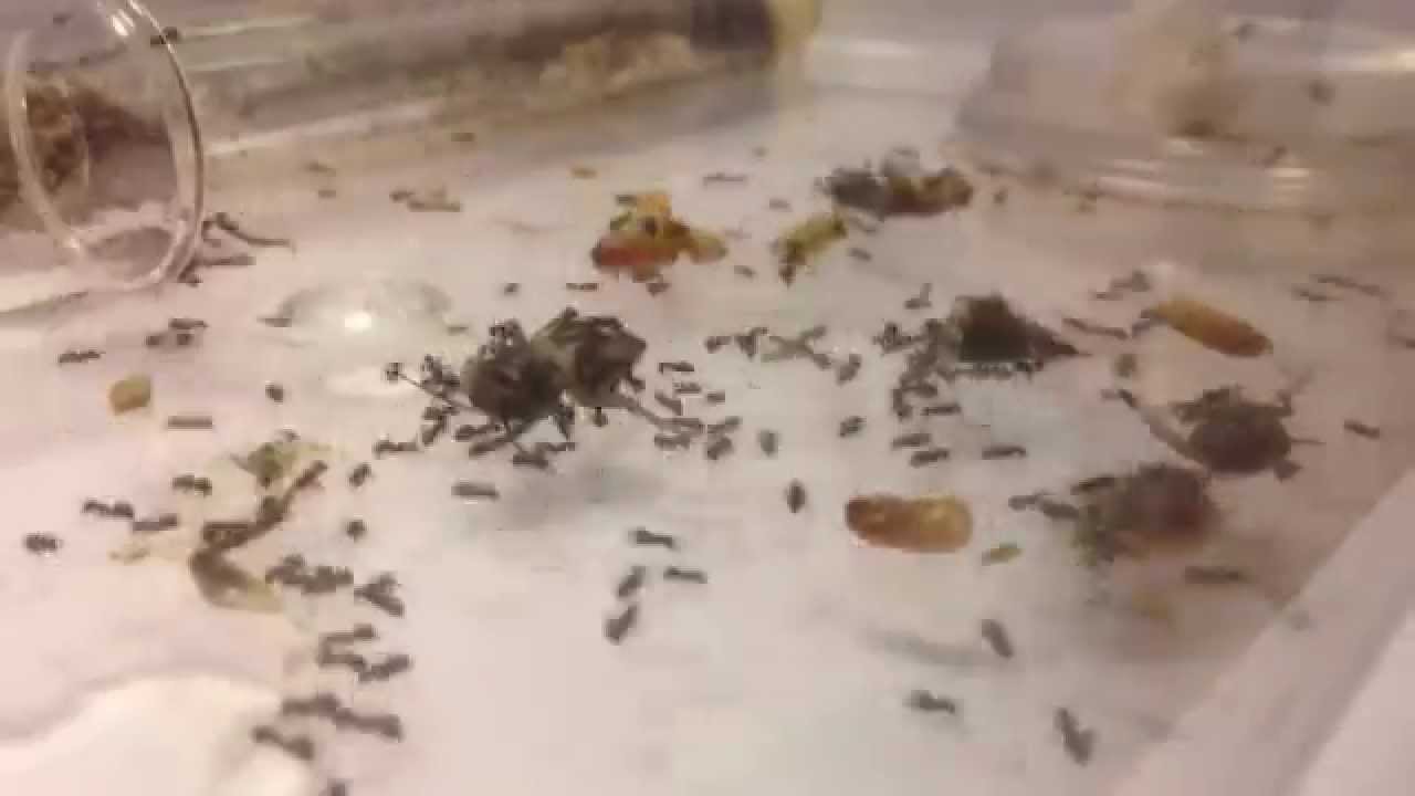 Lasius niger colony #6 Time lapse - YouTube