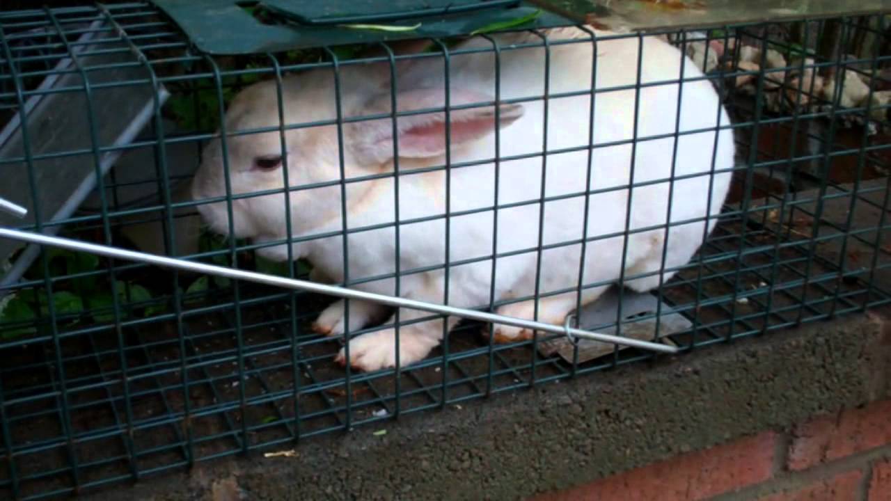 Bunny Trap - YouTube