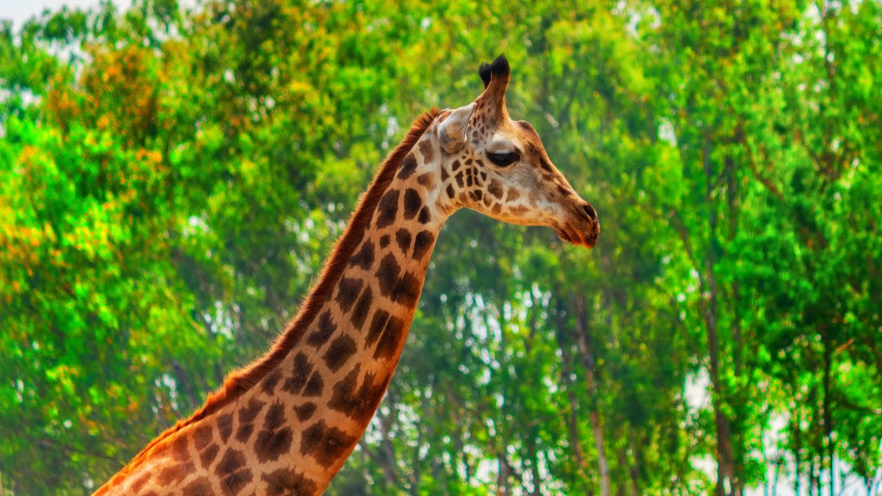 Giraffe Sound Effect (HD) - YouTube