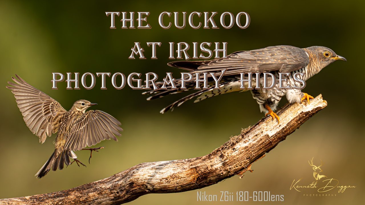 Irish Wildlife and Nature, Cuckoo at Irish Photography Hides , Nikon ...