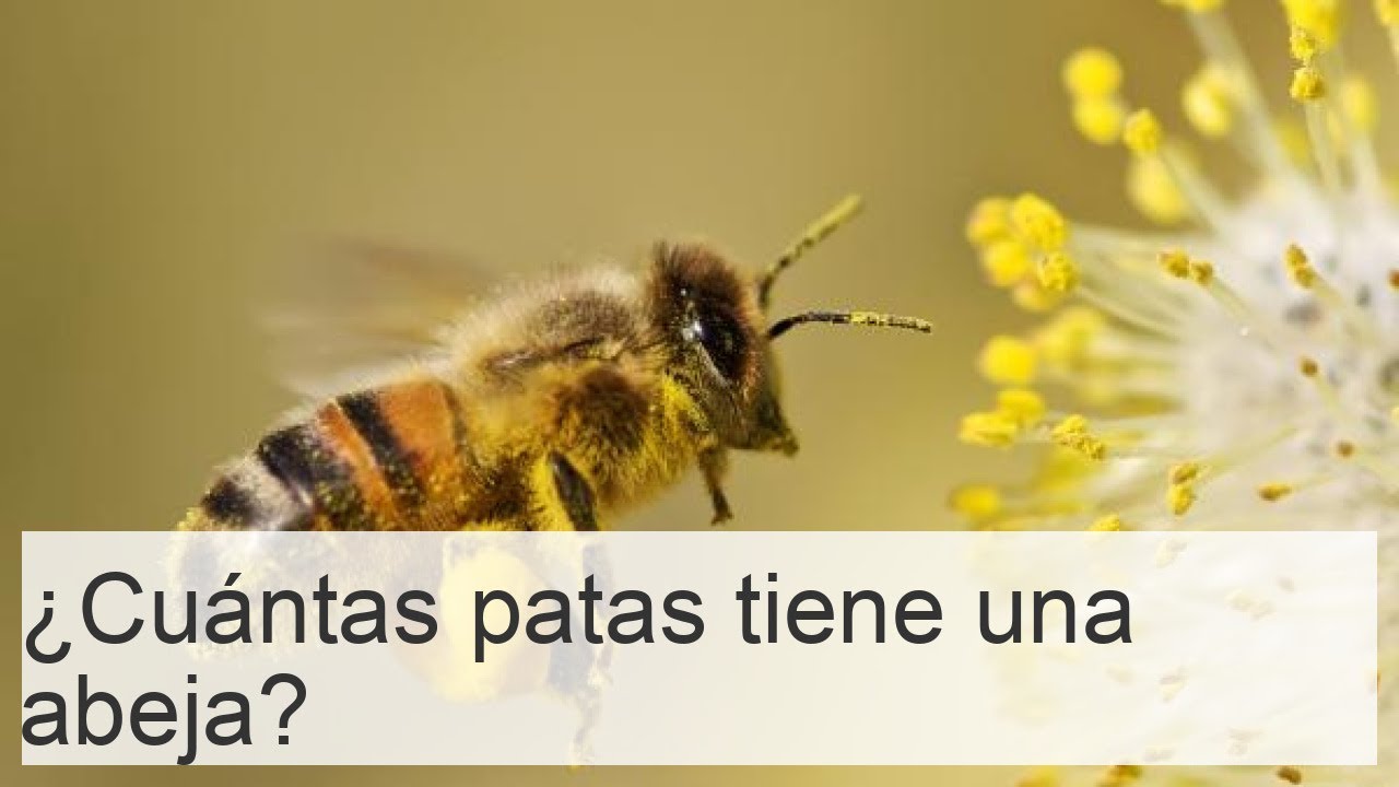 ¿Cuántas patas tiene una abeja? - 6 PATAS (funciones y anatomía) - YouTube