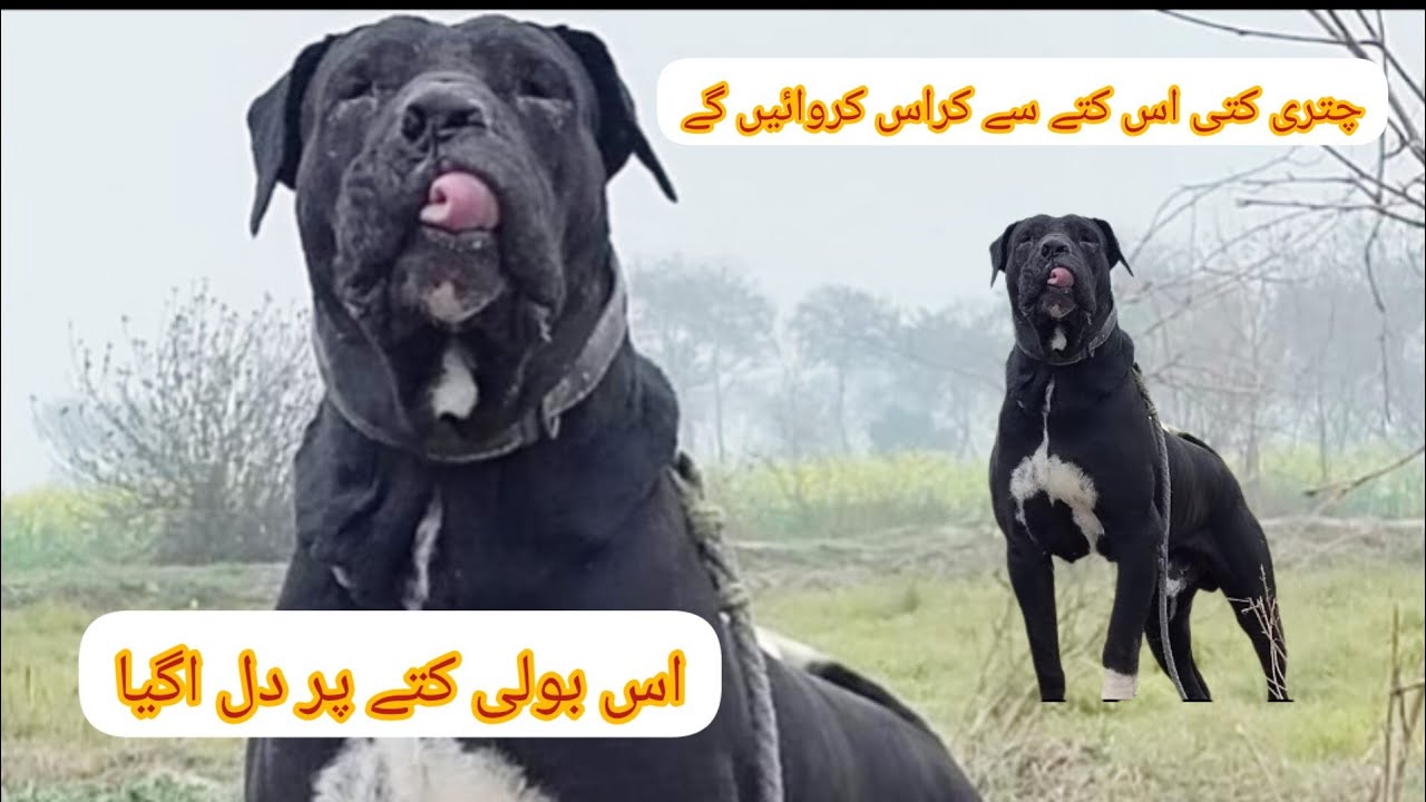 Desi bully dog Dil ly gya dabble body black dog se female dog Cross ...