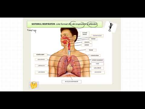 SISTEMUL RESPIRATOR ANATOMIE - YouTube