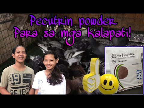 Pecutrin powder ano nga ba ang epekto sa kalapati? Ibubunyag na natin ...