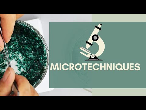 Plant Microtechniques - YouTube