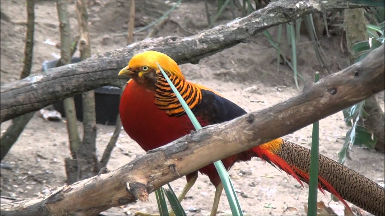 Golden pheasant (Chrysolophus pictus) - YouTube