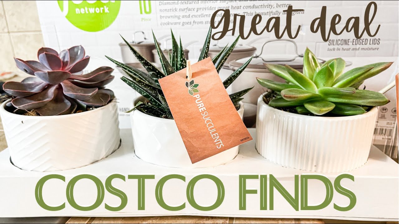 WHAT A GREAT DEAL 🪴FOUND THESE AT COSTCO 🪴 BEAUTIFUL SUCCULENTS - YouTube